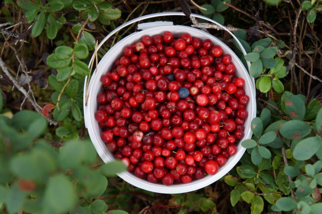 10 Facts about Sweden’s Food Culture | Farmstay Sweden