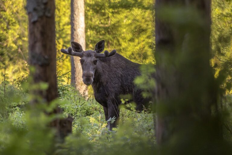 Where To See Moose In Sweden? - Guide | Farmstay Sweden
